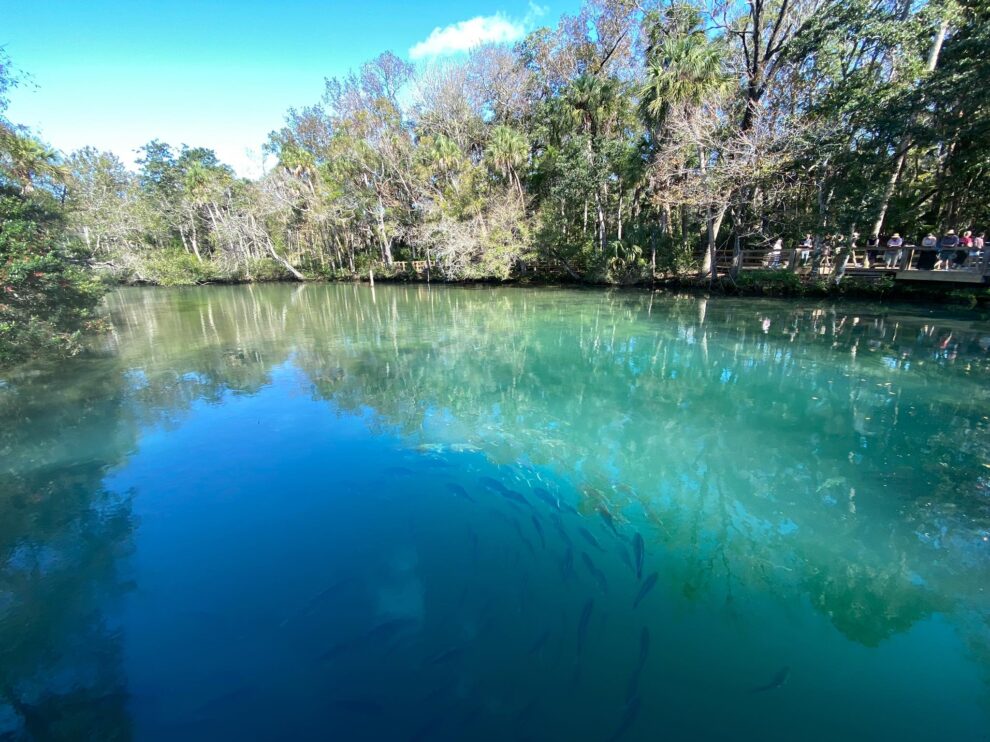 Crystal River i Homosassa Springs - must visit na Florydzie!